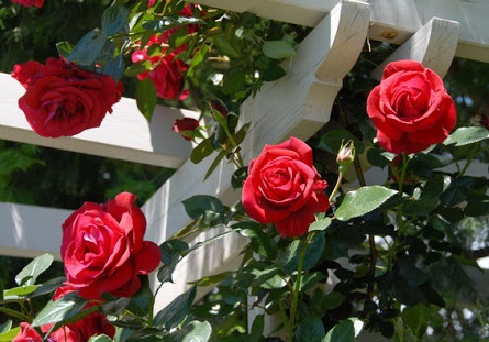 Купить саженцы Le Grand Huit (Commandant Cousteau Cl, Red Flame ...